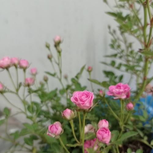 Jual Bunga Mawar Mini / Baby Rose / Mawar Minion - Kab. Bandung Barat - Rea Flora | Tokopedia