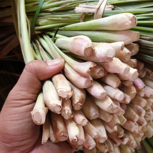 Jual Batang serai sayur segar 1 kg - Kab. Pangandaran - kebunkika shop ...