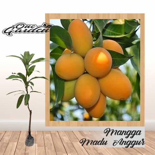 Jual bibit tanaman buah mangga madu anggur - Kota Batu - Bibit ...