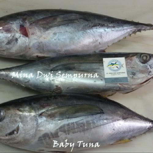 Jual Ikan Baby Tuna Segar 1Kg - Jakarta Utara - MDS Seafood Supplier ...