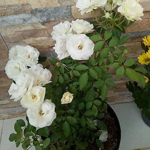 Jual TANAMAN HIAS BABY ROSE PUTIH MURAH - Kab. Bandung Barat - Zain ...