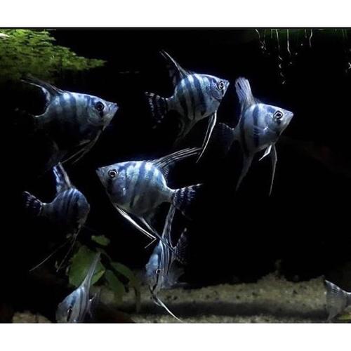 Jual Ikan manfish blue pinoy - Kota Depok - Kapefarm09 | Tokopedia