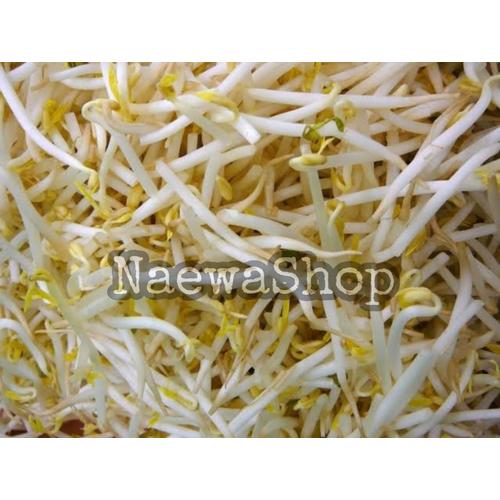 Jual TOGE / TAUGE / BEAN SPROUTS 500gram BERSIH SEGAR - Jakarta Barat ...