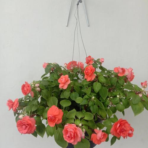 Jual bunga impatiens walleriana tumpuk - Kab. Cianjur - green najha ...