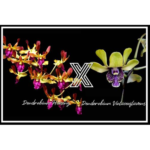 Jual Seedling Anggrek Dendrobium Haising Yellow x violaceoflavens/Besi ...