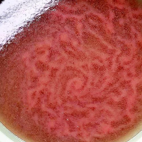 Jual Kutu Air Kutir Merah Bersih Steril Pakan Ikan Cupang - Jakarta ...