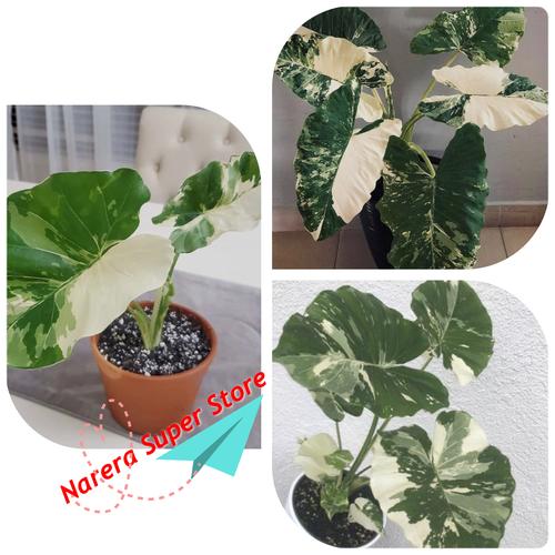 Jual Tanaman Hias Alocasia Macrorrhiza Sente Varigata Caladium Keladi ...