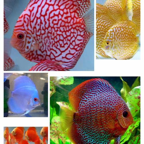 Jual ikan discus 5 jenis bonus satu ekor - Kota Depok - erik guppy ...