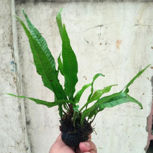 Jual Java Fern Kadaka Wabikusa / Tanaman Aquascape Aquarium - Jakarta ...