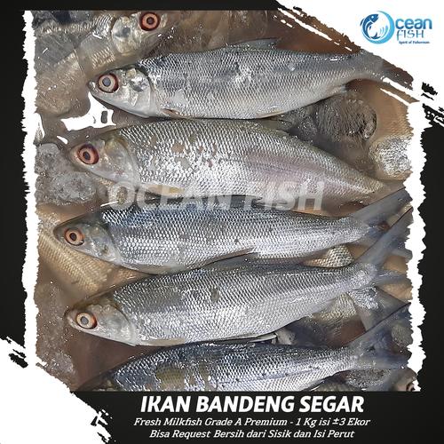 Jual Ikan Bandeng Segar - Fresh Milkfish Super / Ikan Bandeng Fresh ...