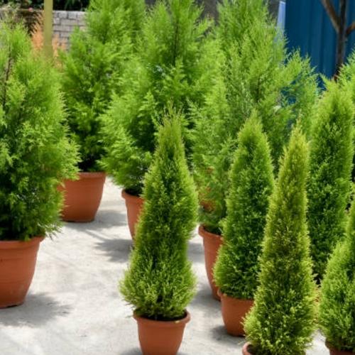 Jual Tanaman Hias - Pohon Cemara Balon | Casuarina | Gymnostoma ...