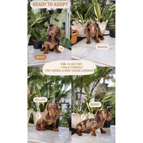Jual Anjing Mini Tekel Dachshund - Kota Depok - Quincy n Bamby | Tokopedia