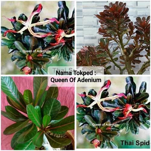 Jual Tanaman Hias Bunga Adenium Kamboja Id THAI SPIDER (SI DAUN UNIK ...