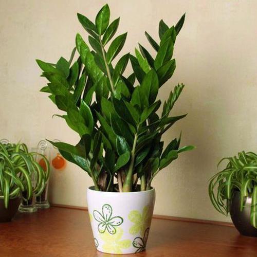 Jual tanaman hias zamia dolar include pot putih - Jakarta Utara - Pusat ...