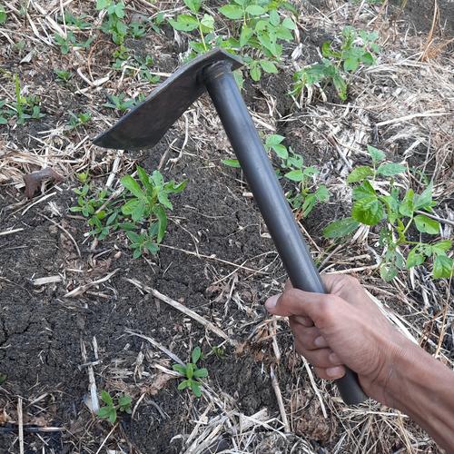 Jual Cangkul kecil pacul mini kokoh murah - Kab. Demak - Klinik ...