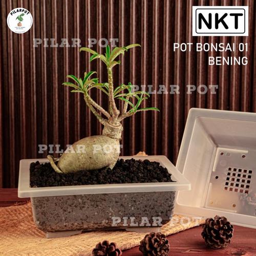 Jual pot bunga tanaman ceper NKT BONSAI BENING TRANSPARAN - NKT BONSAI ...