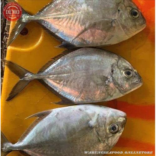 Jual Ikan Kuwe Segar Gepeng Ikan Segar Fresh Dan Bergaransi 1Kg ...