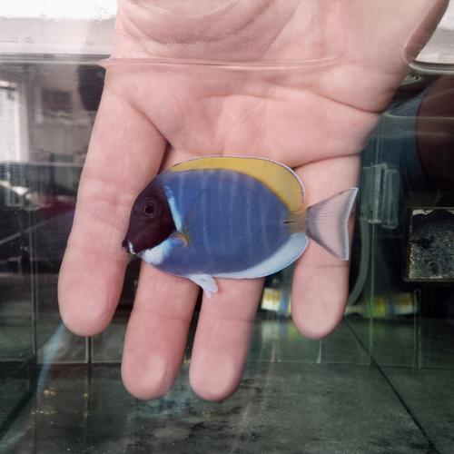 Jual Botana biru / powder blue tang size S dan M - S - Jakarta Barat ...