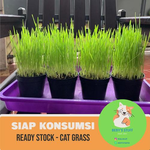 Jual PAKET 4 POT RUMPUT KUCING SIAP PANEN WHEATGRASS GANDUM - Jakarta ...