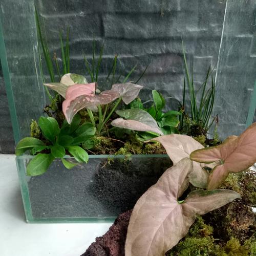 Jual Syngonium 'pink' / tanaman terrarium / paludarium / indoor plant ...