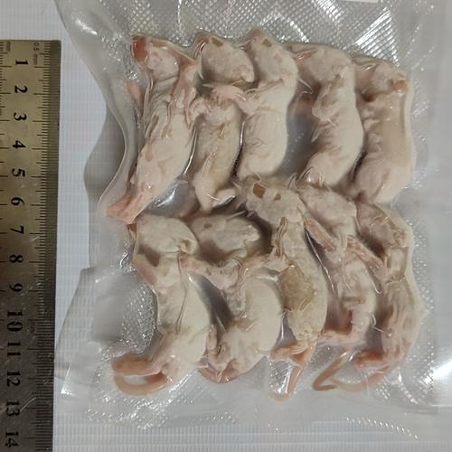 Jual Tikus Beku Pingkies Rat - Fuzzy Rat - Jakarta Barat - RatLabIndo ...