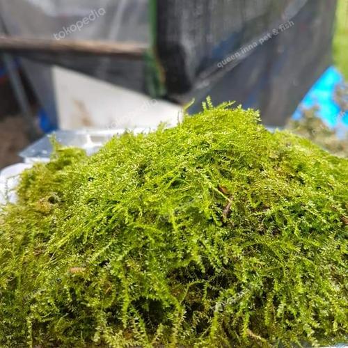Jual JAVA MOSS MIKA - TANAMAN AIR LUMUT AQUASCAPE AKUARIUM AQUATIC - Kota Bekasi - queen inna ...