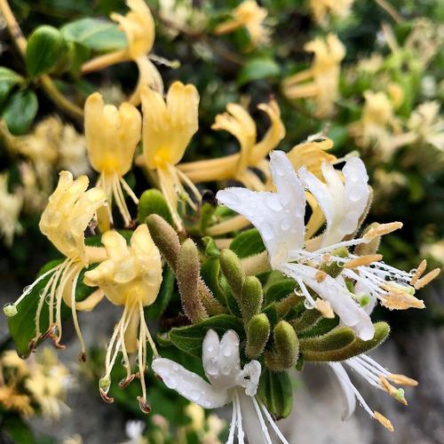 Jual Bunga rambat kuning wangi Japanese honeysuckle (Lonicera japonica ...