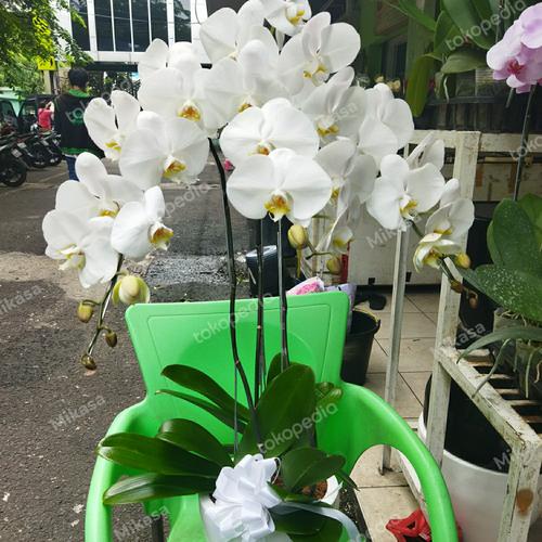 Jual vas bunga anggrek 2 tangkai/ anggrek bulan vas keramik asli fresh ...