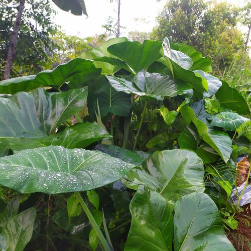 Jual Bibit Talas Hutan Beneng Tanaman Hias Langka Daun Tales sente ...