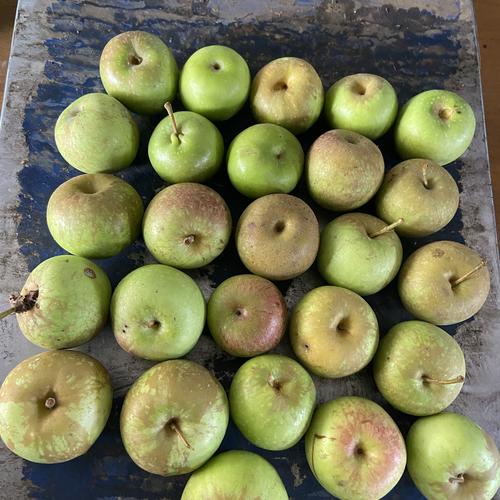 Jual Apel mini manalagi (apel malang) 1 kg isi 18-20 biji cocok untuk ...