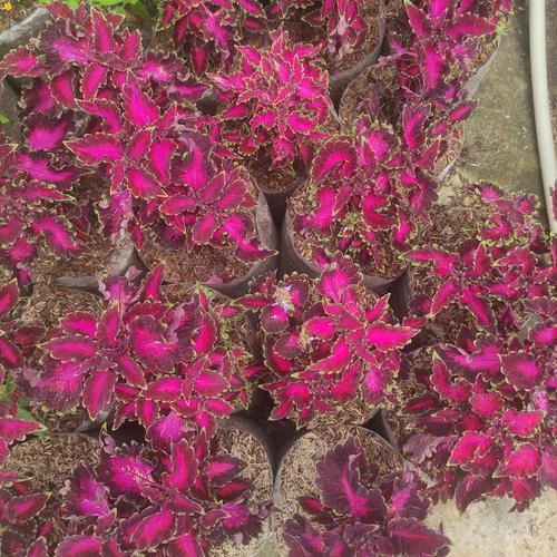 Jual Miana Tanaman Hias Bunga Langka Pohon Coleus Merah Daun Miana ...