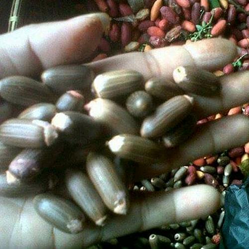 Jual biji melinjo super 1 kg - Kab. Serang - ti kebon | Tokopedia