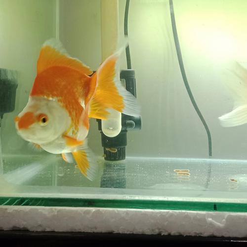 Jual ikan mas koki ryukin jumbo - Kota Bekasi - HADDIE FISH | Tokopedia