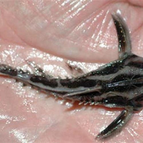 Jual ikan irwini catfish - Jakarta Timur - mezzaluna11 | Tokopedia