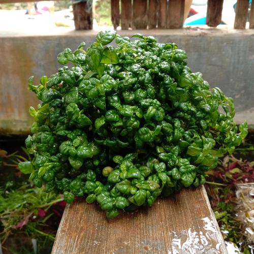 Jual angguran per rumpun/clump besar tanaman aquascape - Kab. Bogor ...