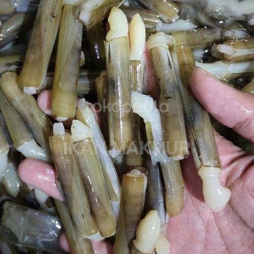 Jual Kerang bambu segar fresh - 1 kilogram - 1 Kilogram - Jakarta ...