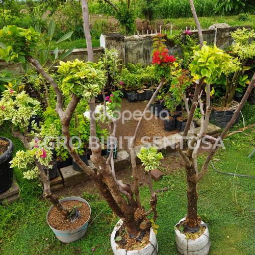 Jual Bonsai Bunga Bougenville Ungu Tanaman Hias 5 8 Warna Tanaman Hias