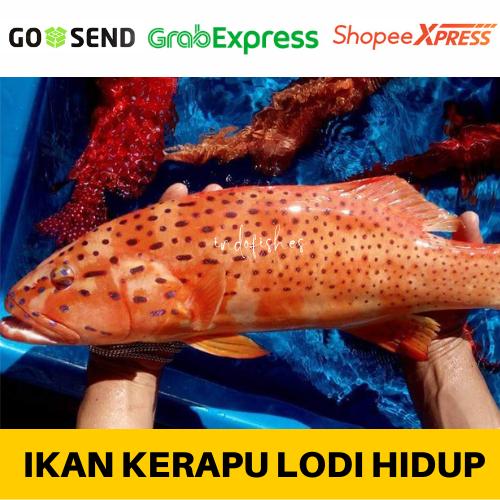 Jual Ikan Kerapu Lodi Hidup 500gr - Jakarta Utara - Indofishes - Pusat ...