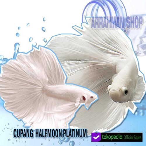 Jual Ikan Hias - Ikan Cupang Halfmoon White Platinum - Cupang Putih ...