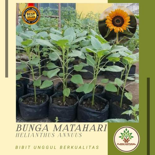 Jual Bibit tanaman bunga matahari pohon bunga matahari - Helianthus ...