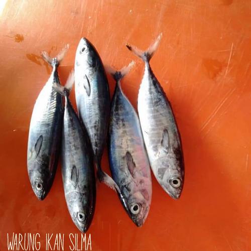 Jual ikan baby tuna ikan segar harian 1kg - Jakarta Utara - warung ikan ...