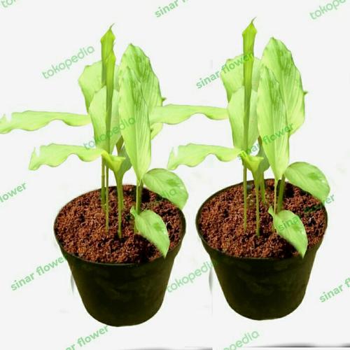 Jual tanaman kunyit/tanaman rempah/pohon kunyit/benih kunyit di pot ...