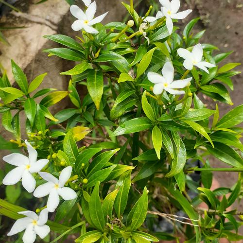 Jual TANAMAN HIAS BUNGA ROMBUSA/ BUNGA SERIBU BINTANG RIMBUN - Kota ...