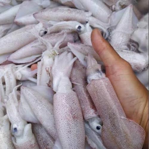 Jual CUMI CUMI FRESH SEGAR 1kilogram - KECIL - Jakarta Selatan - IKAN ...