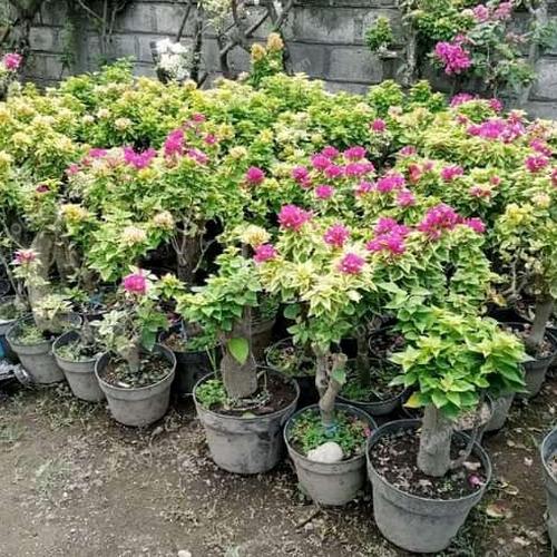 Jual Bunga Hias Bougenville 3 warna batang super jumbo atau besar ...