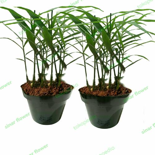 Promo tanaman jahe merah incloud pot rimbun/tanaman herbal/rempah/jahe ...