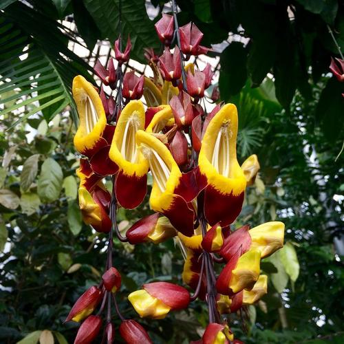 Jual Bibit tanaman bunga rambat Indian clock vine (Thunbergia ...