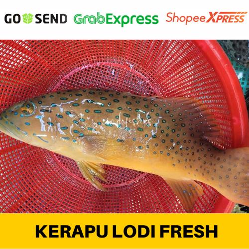 Jual Ikan Kerapu Lodi Fresh 500gr - Jakarta Utara - Indofishes - Pusat ...