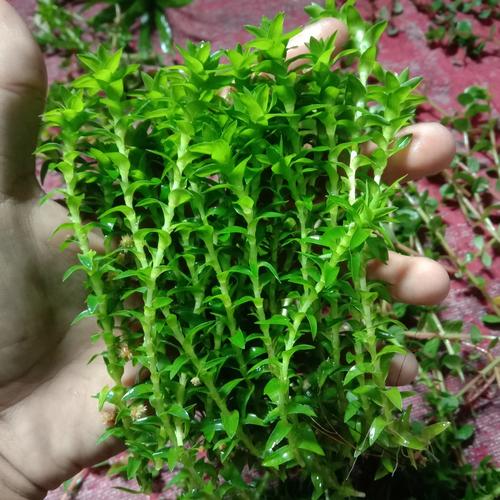 Promo tonina sp paket 25 batang tanaman aquascape - Kab. Bogor ...