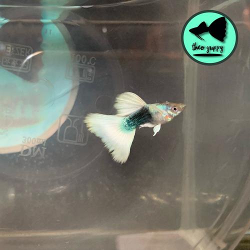 Jual Ikan Hias Guppy HB White Grade A - Jakarta Timur - Theo Guppy | Tokopedia